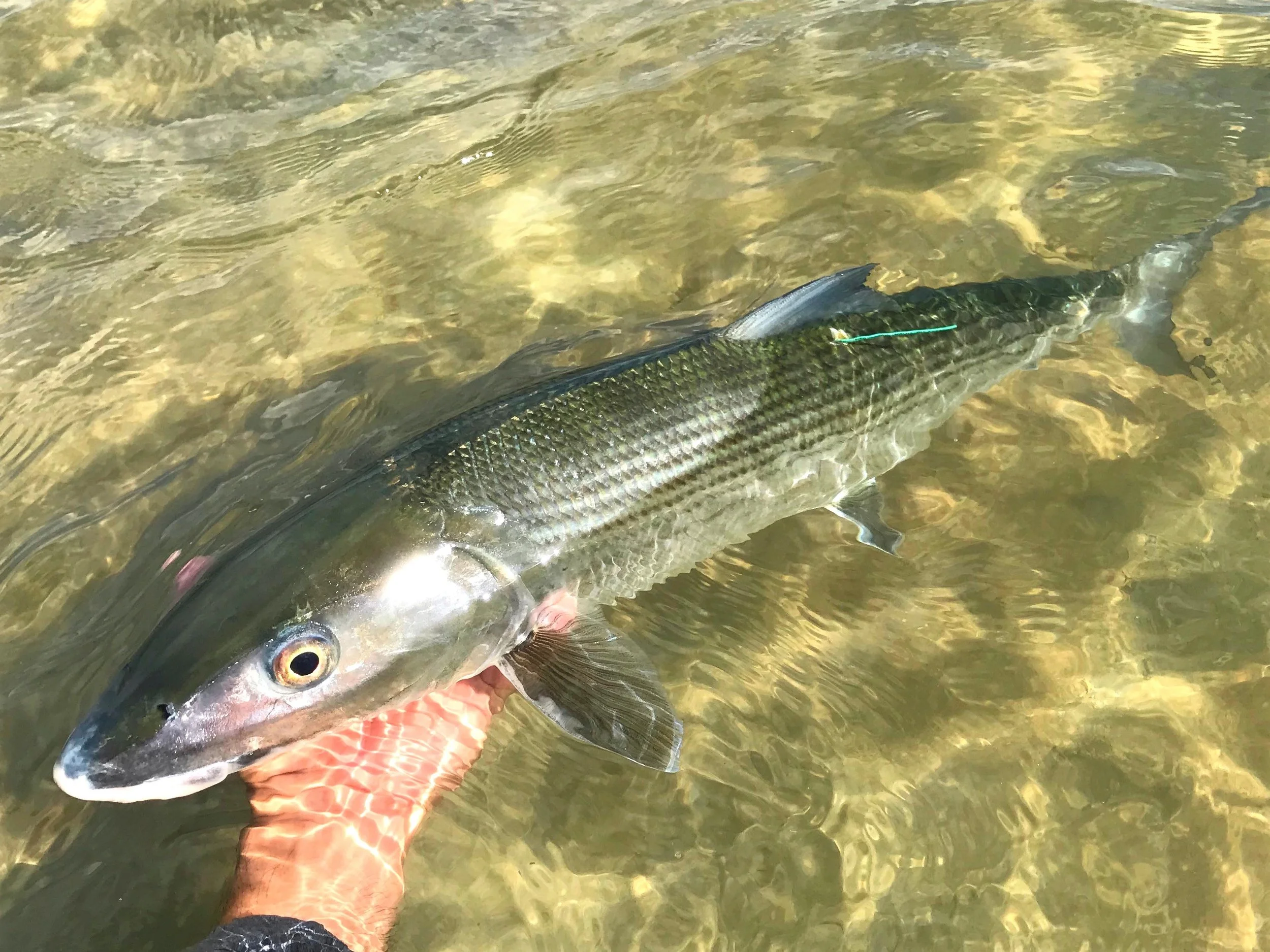 Pacific Island Fisheries Group