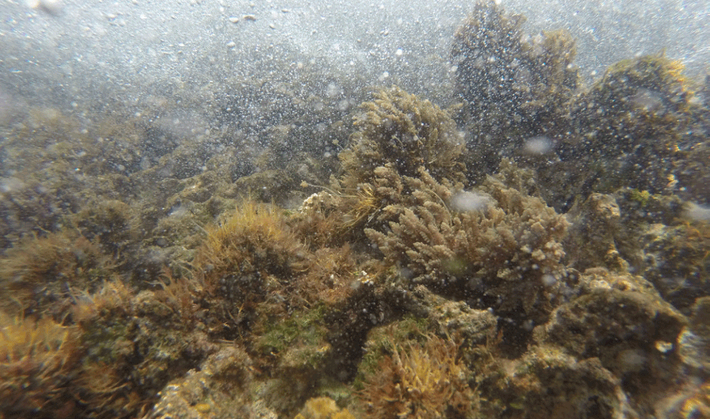 Limu Kohu by Paulo, Issue #18 July 2015 — PIFG