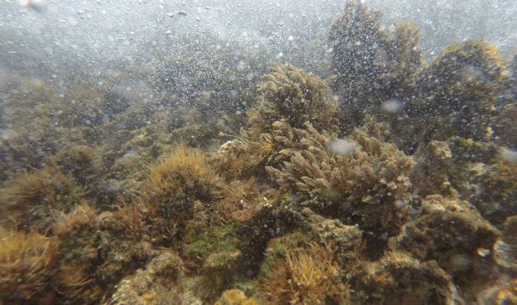 Limu Kohu by Paulo, Issue #18 July 2015 — PIFG