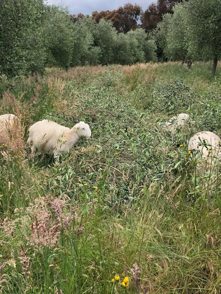 The importance of grazing management — Manna Hill Estate