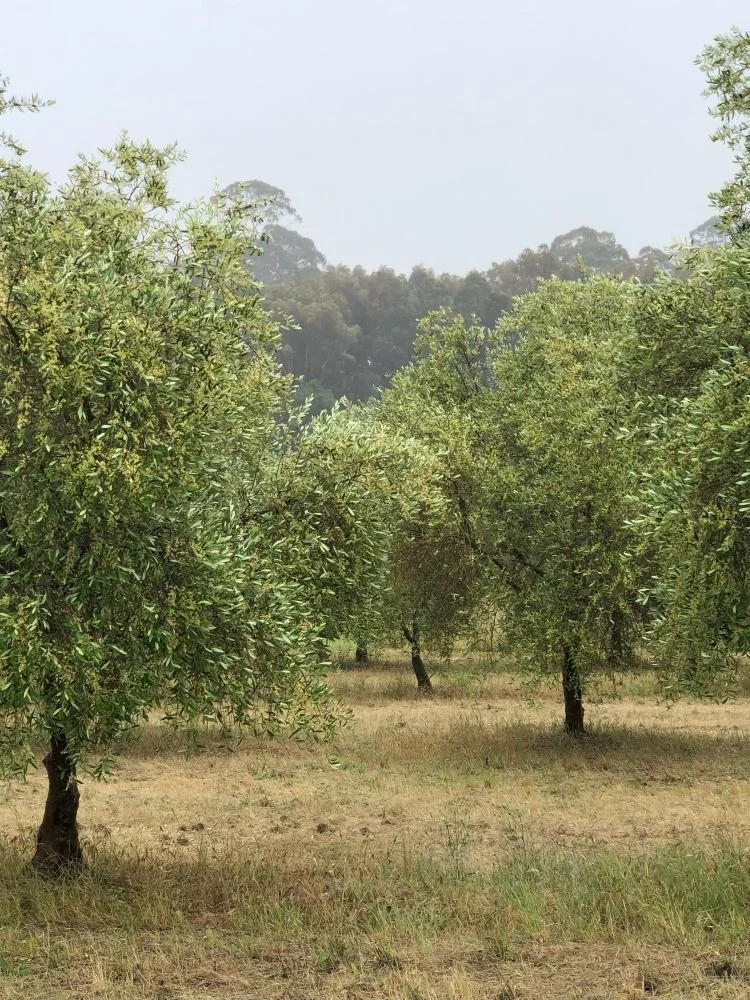 Does rainfall during olive flowering affect pollination and fruit set ...