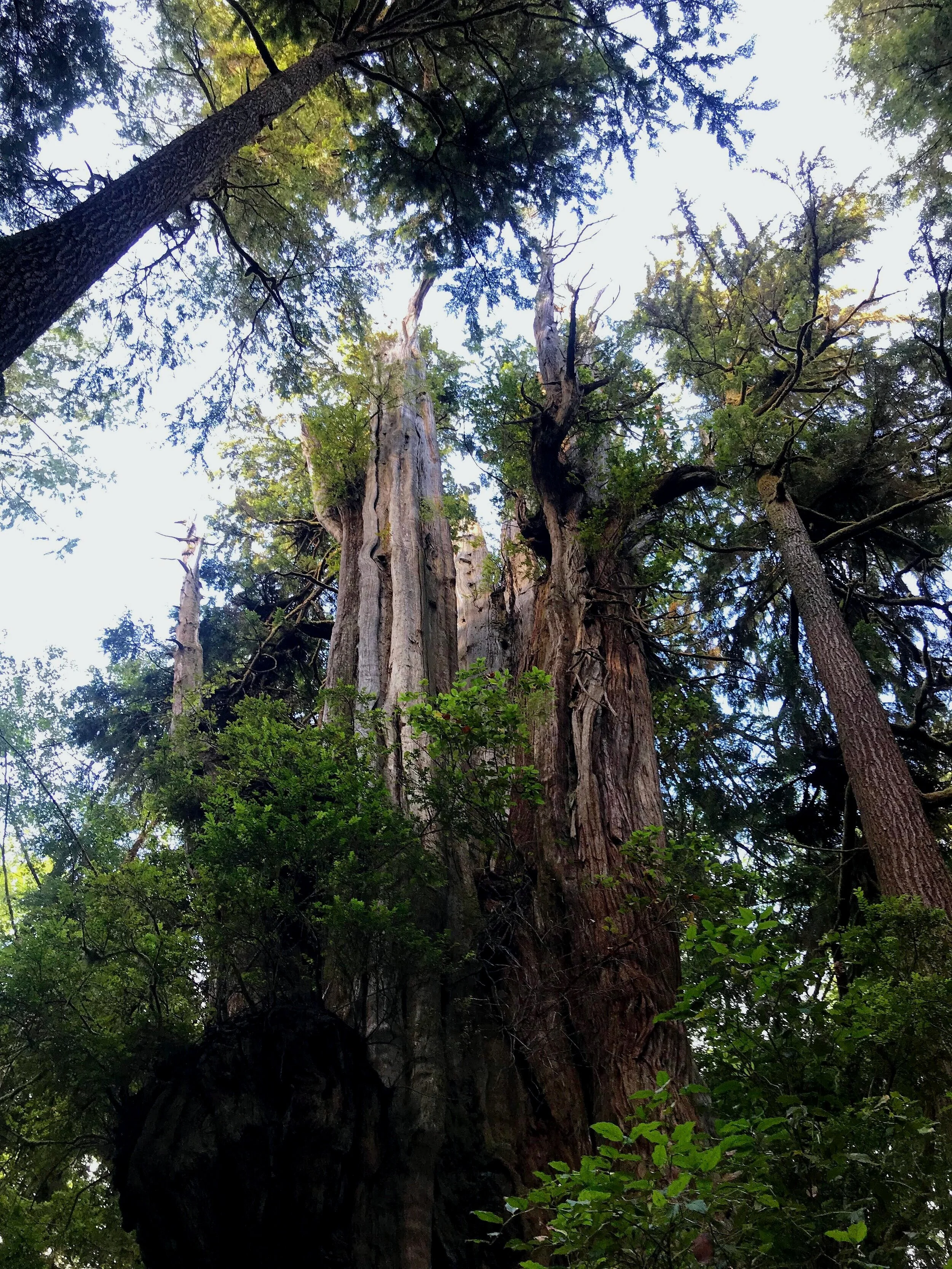 Tomorrow's Ancient Forests