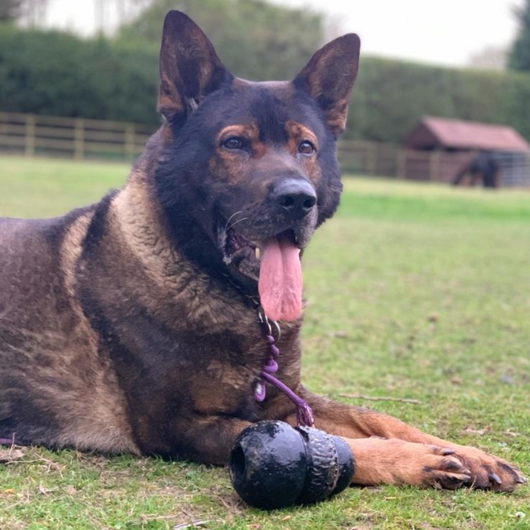 Meet our retired police dogs