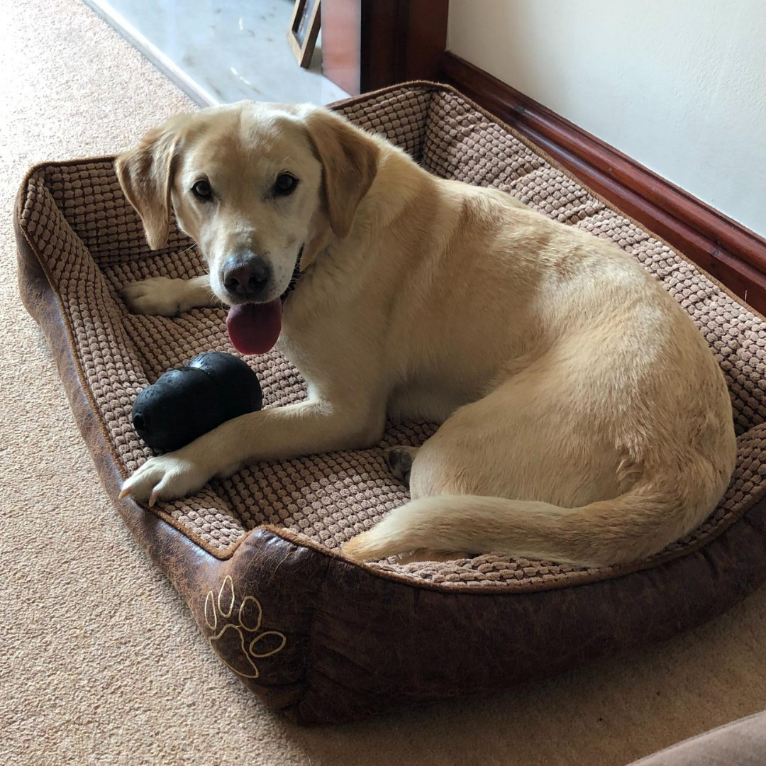 Meet our retired police dogs