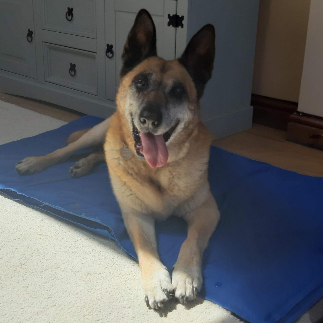 Meet our retired police dogs