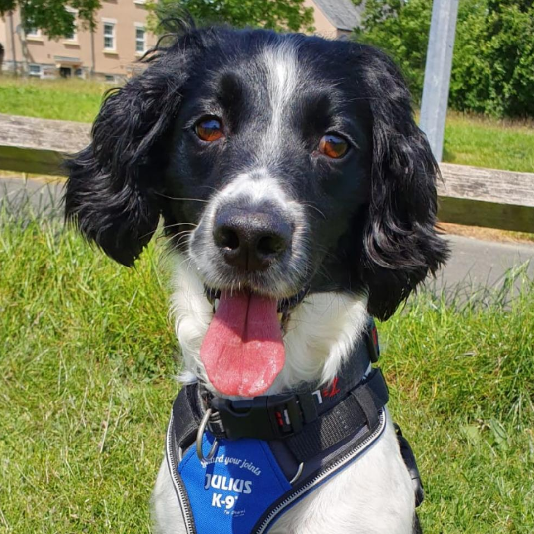 Meet our retired police dogs