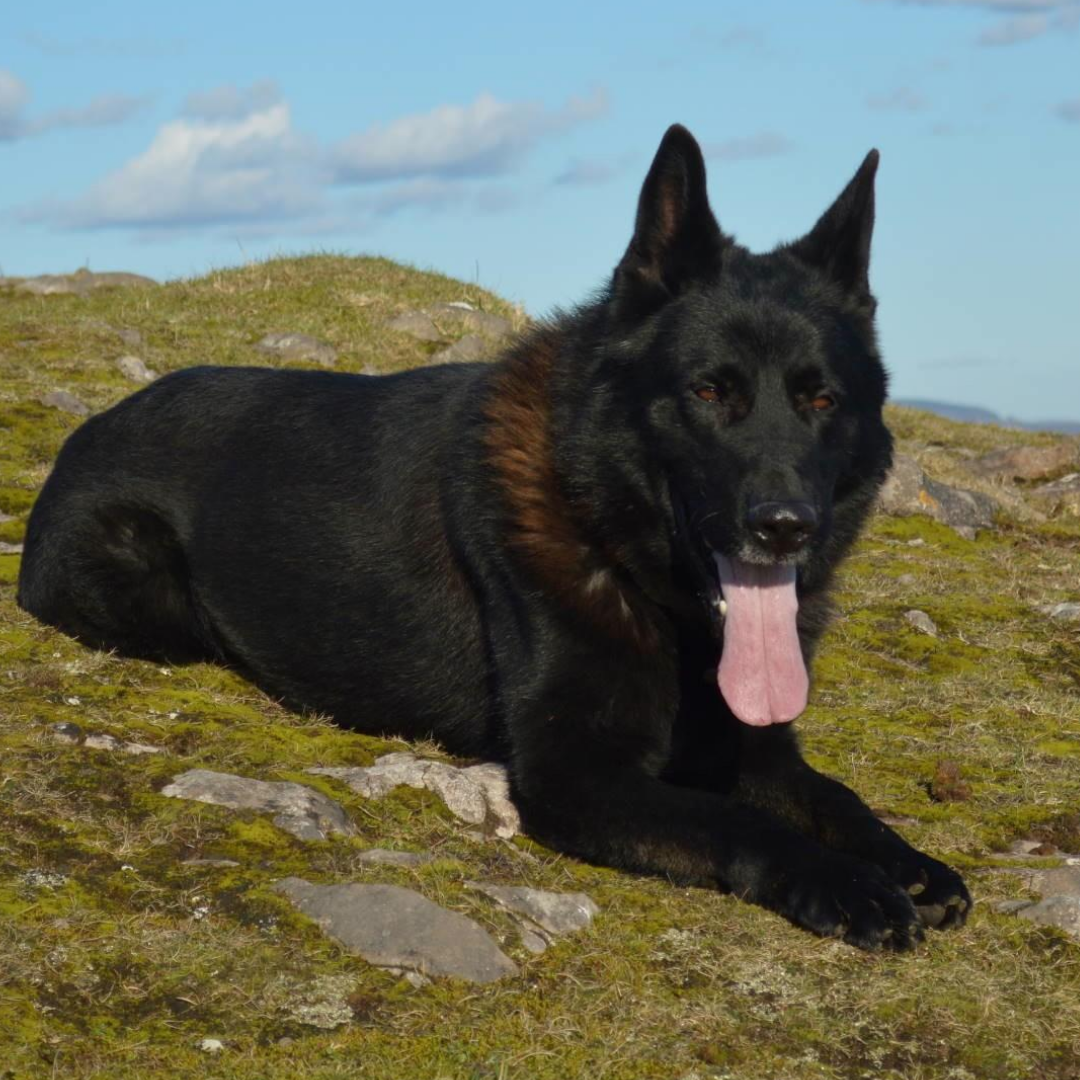 Meet our retired police dogs