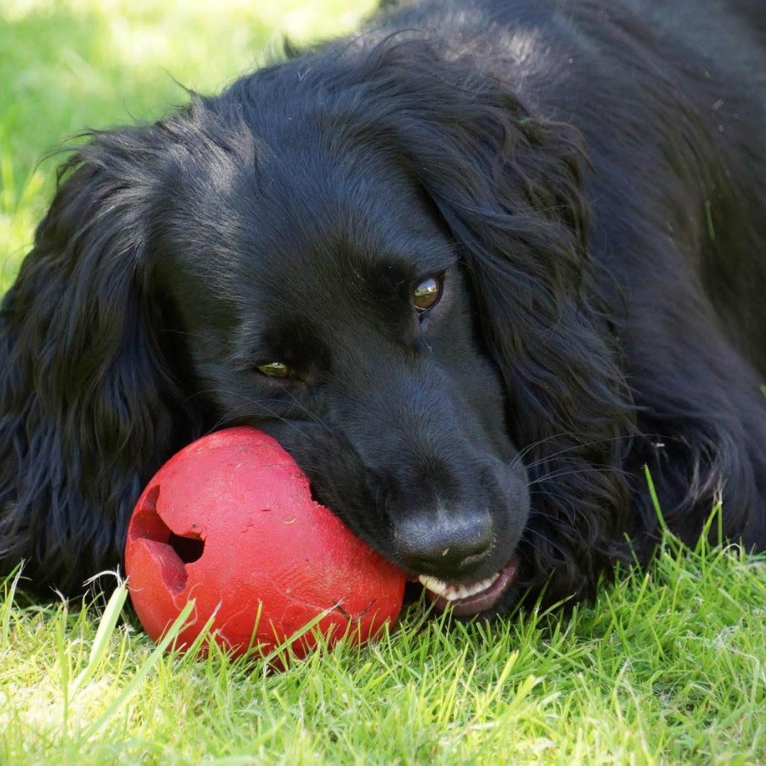Meet our retired police dogs