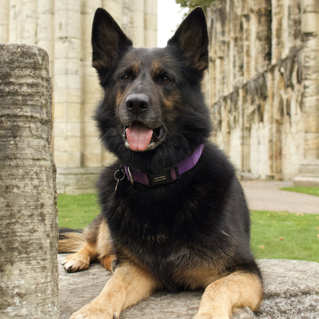 Meet our retired police dogs