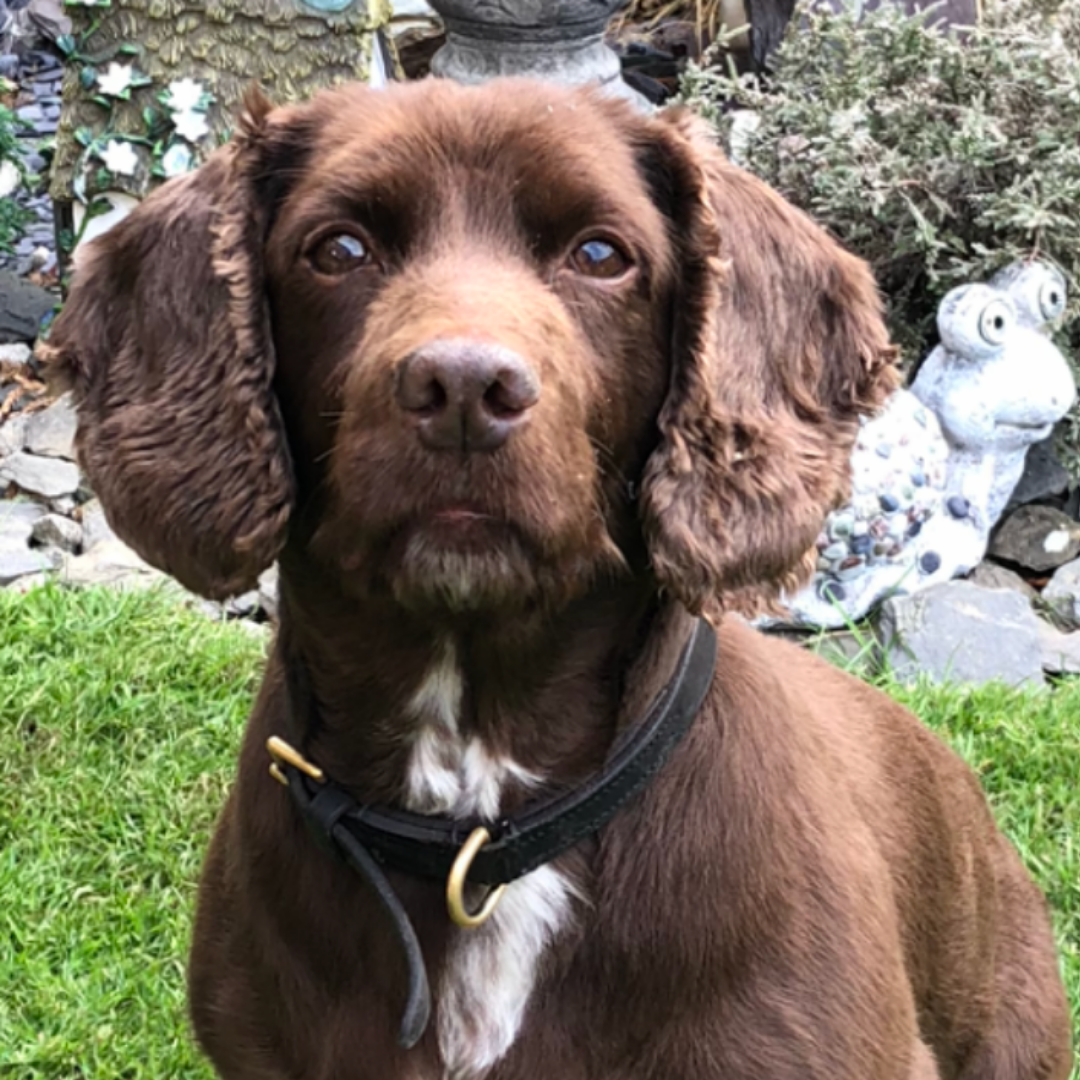 Meet our retired police dogs
