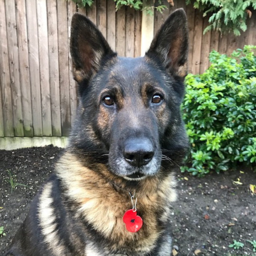 Meet our retired police dogs