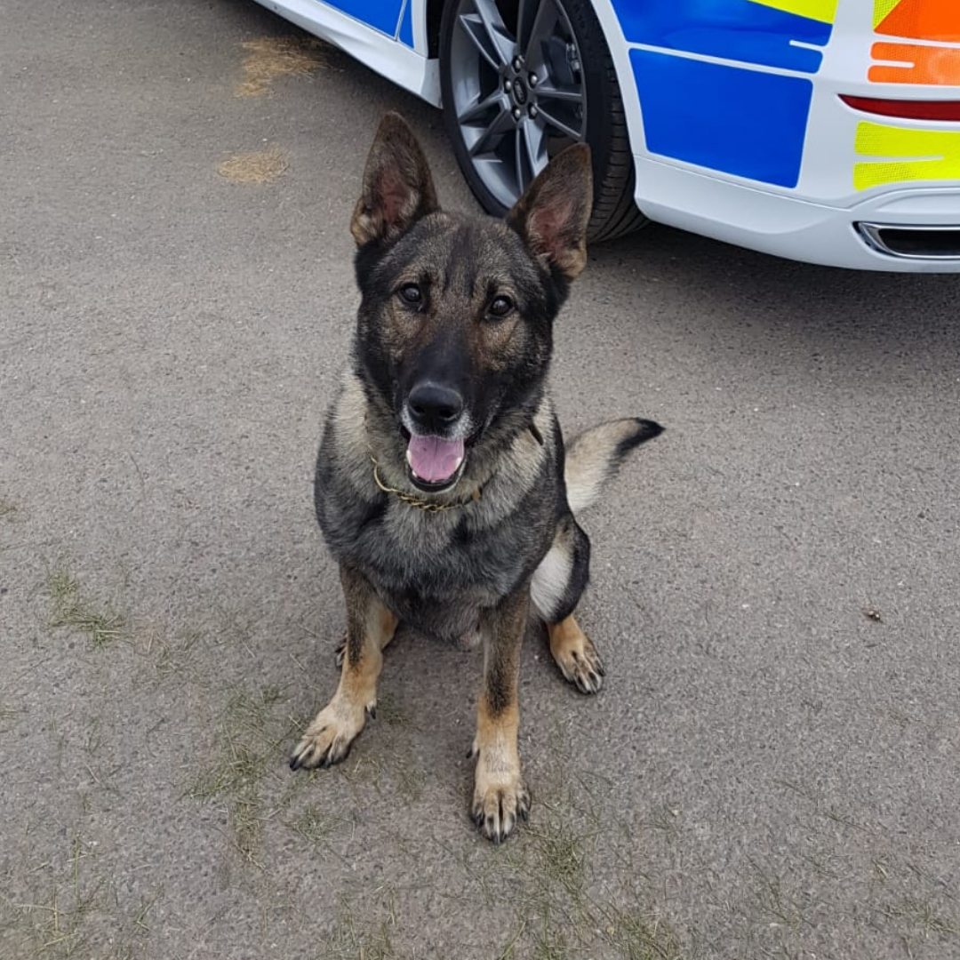 Meet our retired police dogs