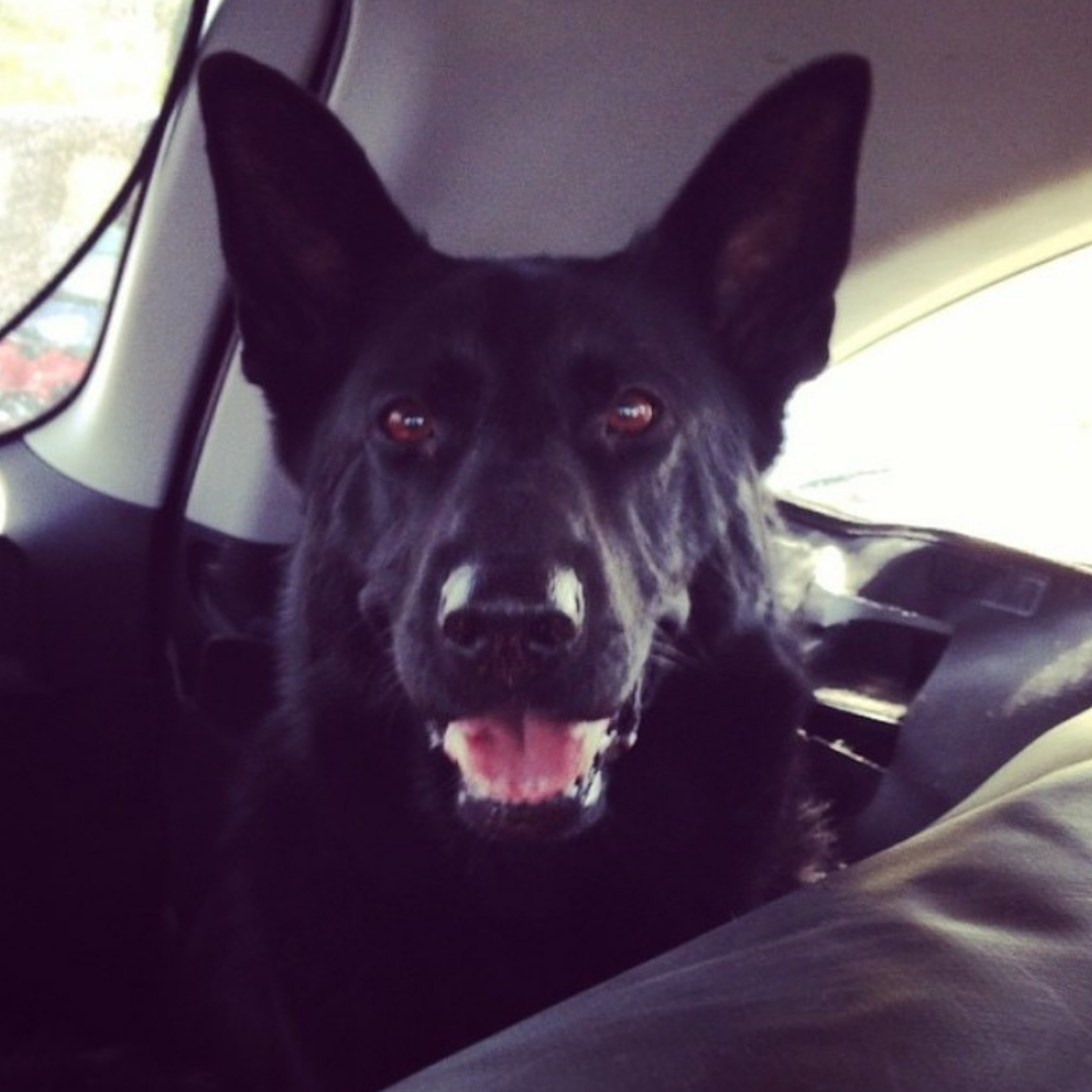 Meet our retired police dogs