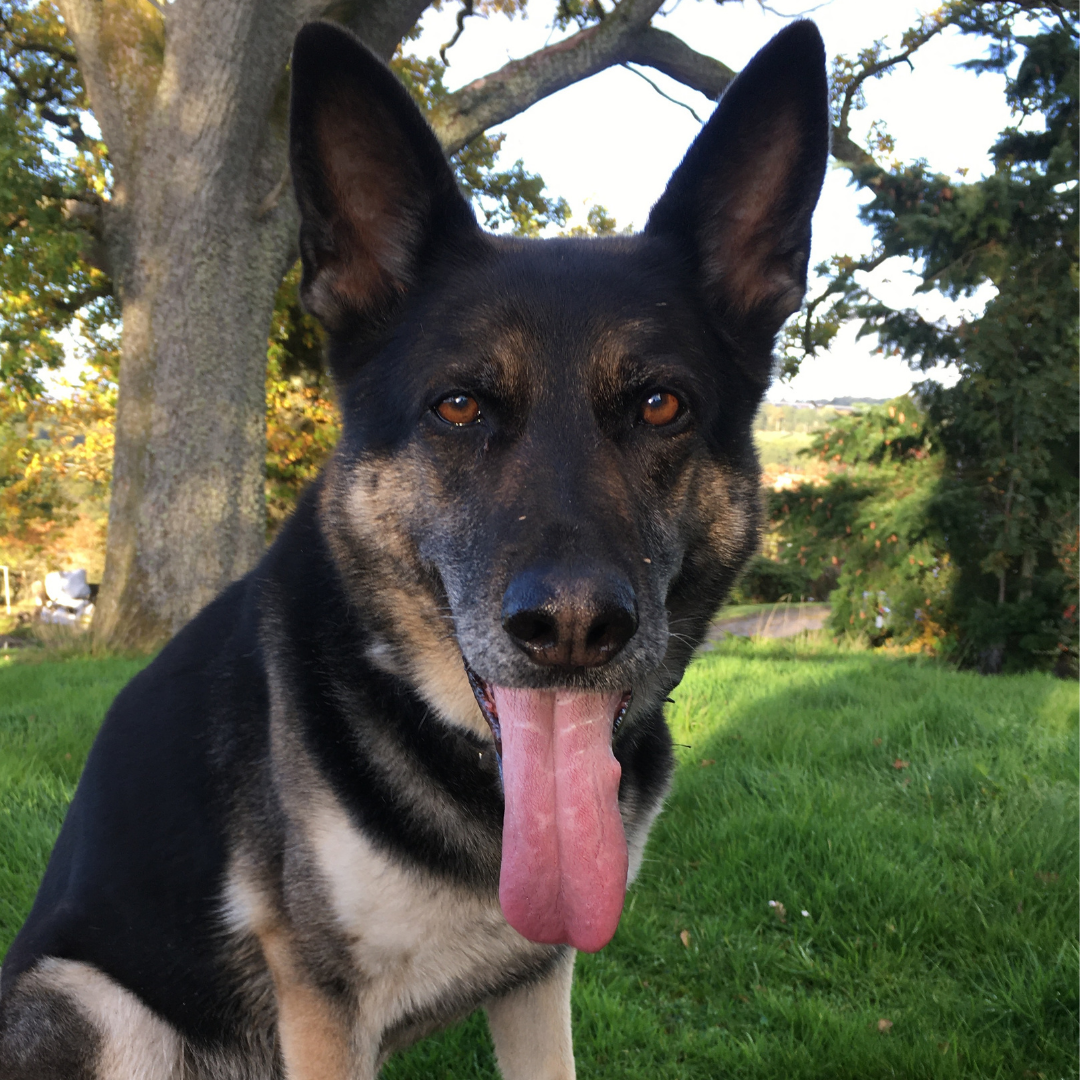 Meet our retired police dogs