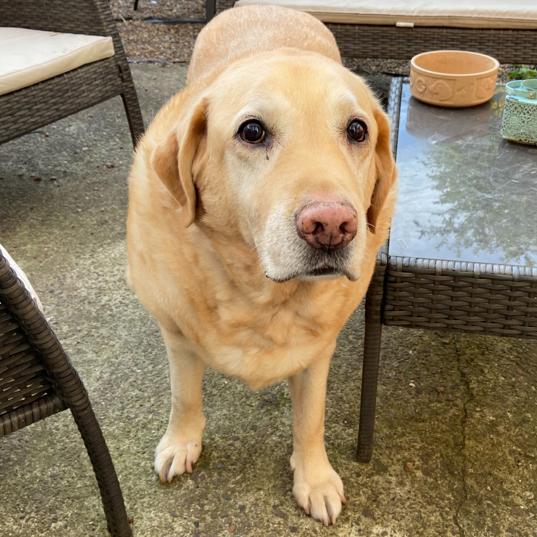 Meet our retired police dogs