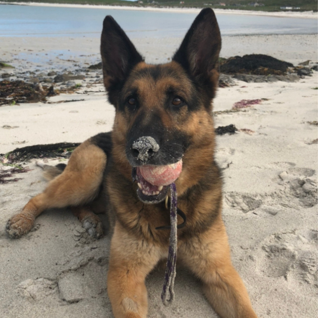 Meet our retired police dogs