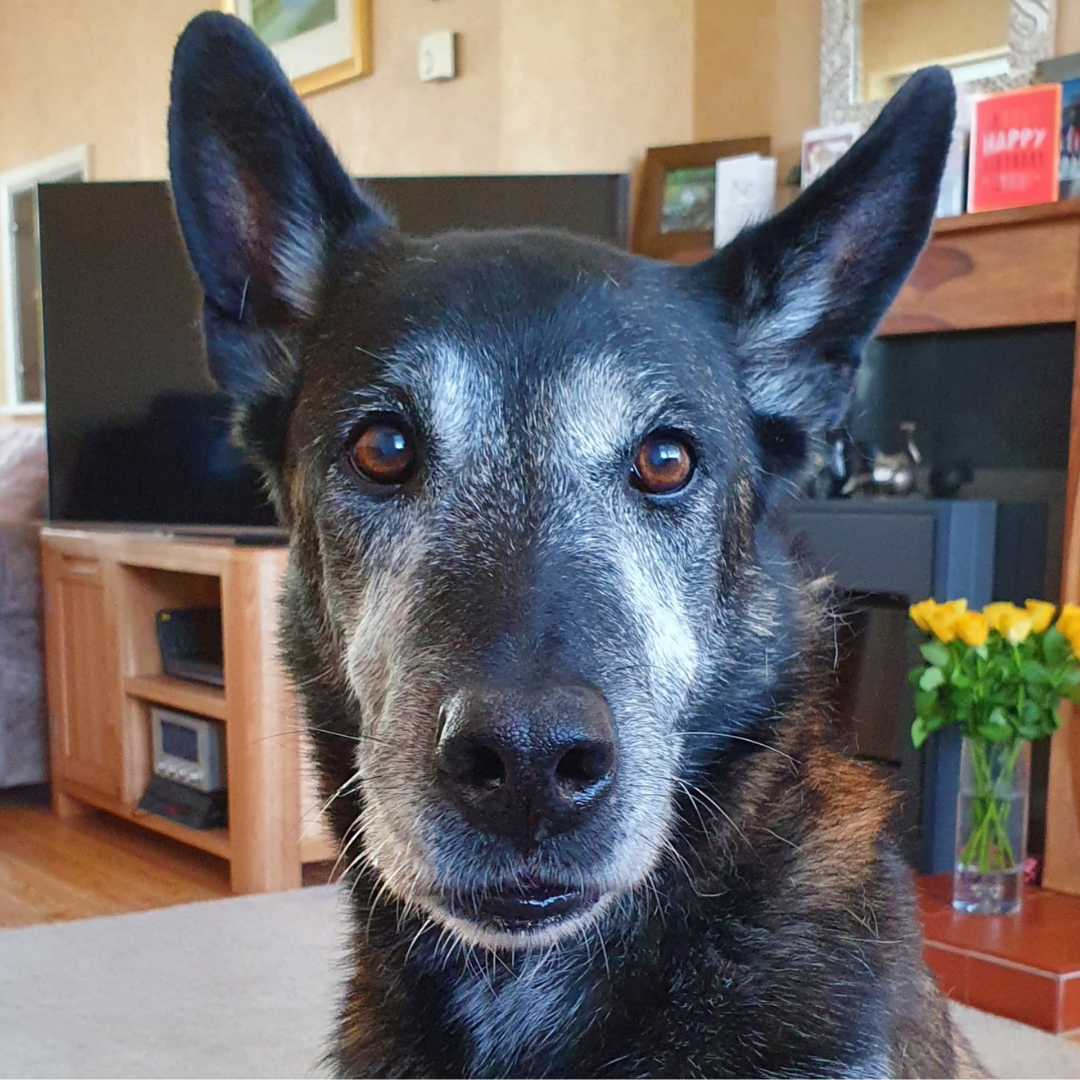 Meet our retired police dogs