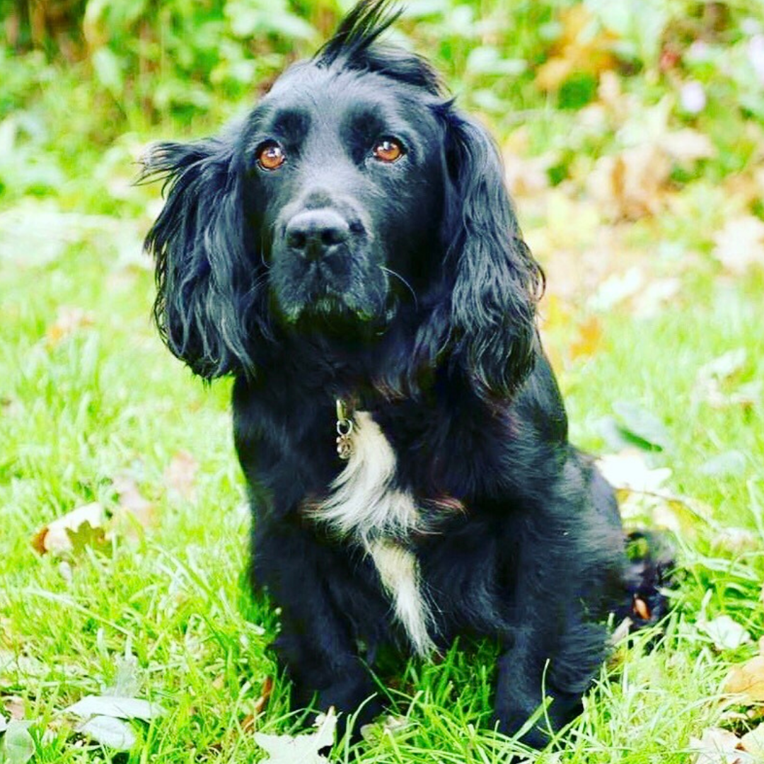 Meet our retired police dogs