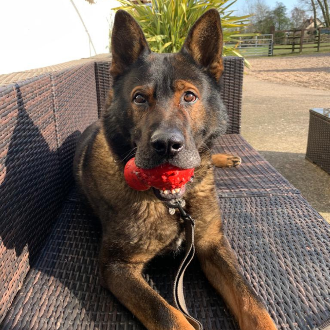 Read about some of the retired police dogs that we have helped