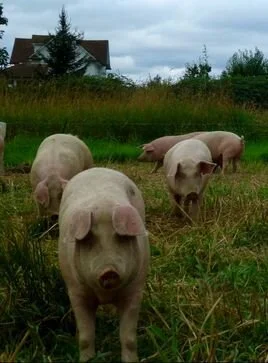 Pork — Sky Valley Family Farm