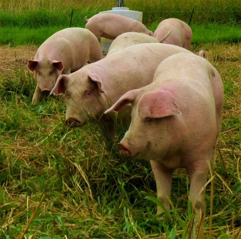 Pork — Sky Valley Family Farm