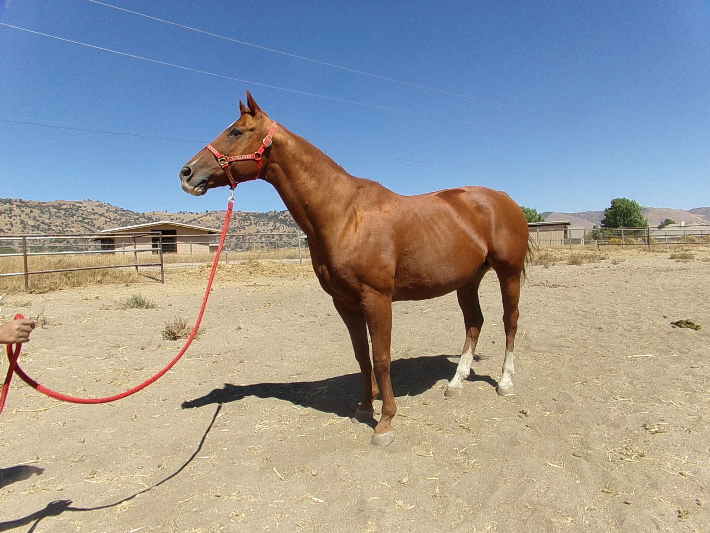 Catch Me Codi — United Pegasus Foundation