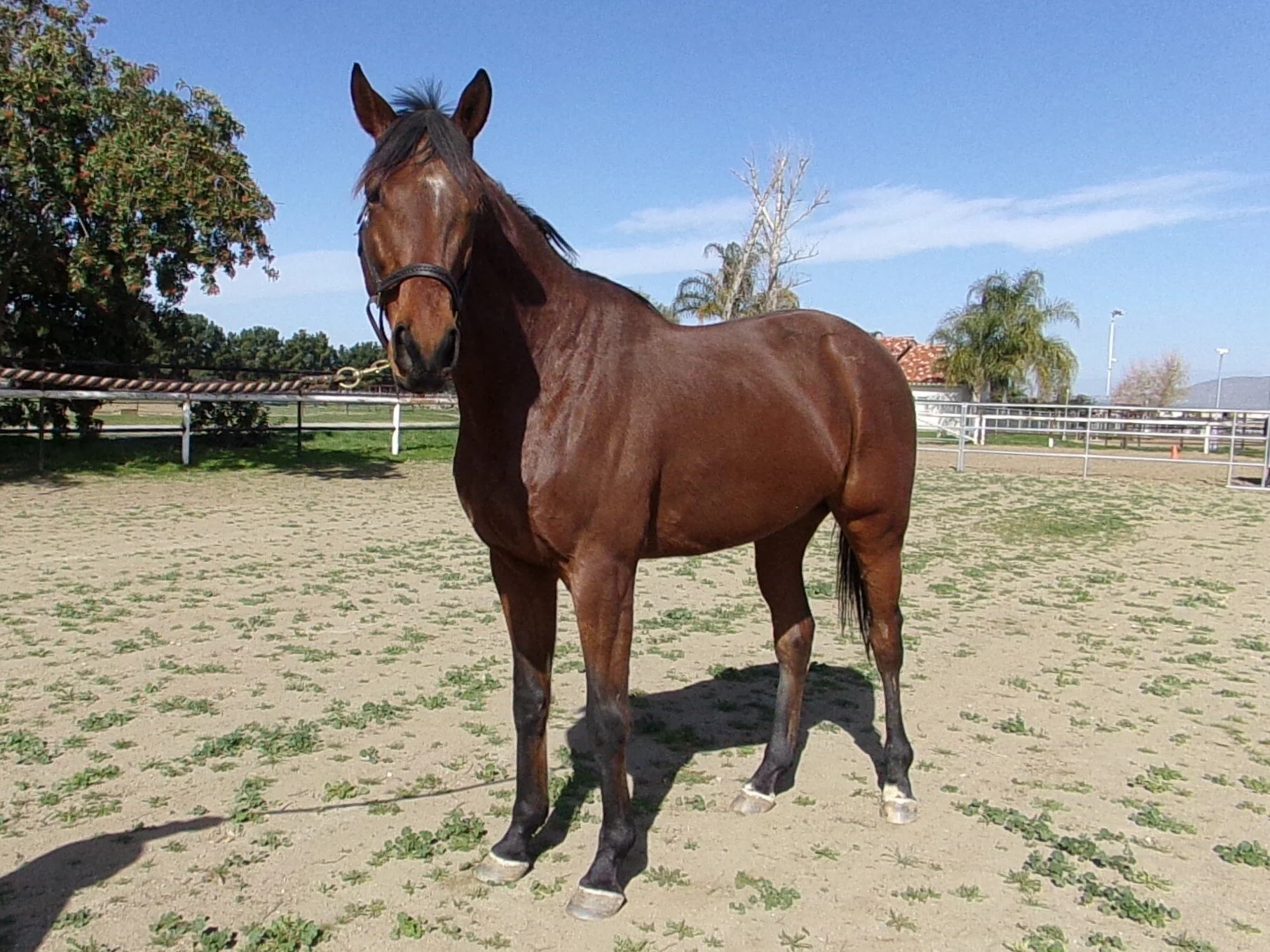 Samdar — United Pegasus Foundation