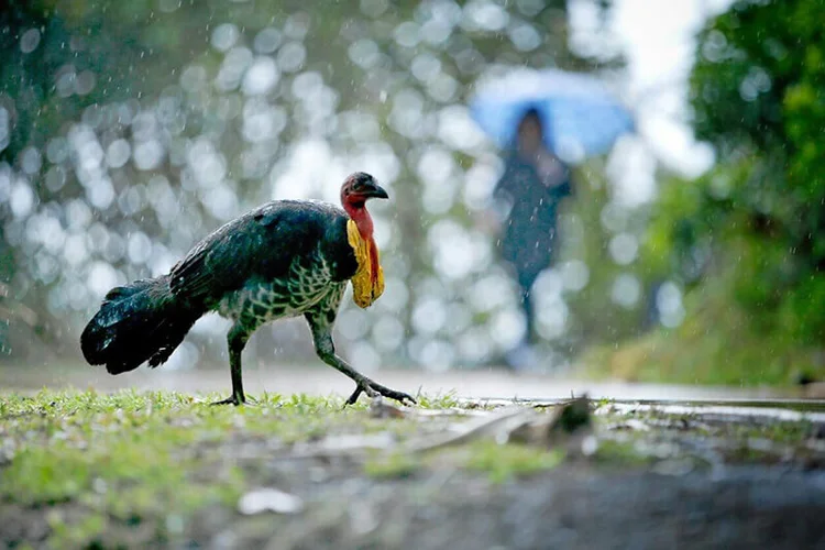 NATIVE BIRD REMOVAL — AFPP PEST CONTROL