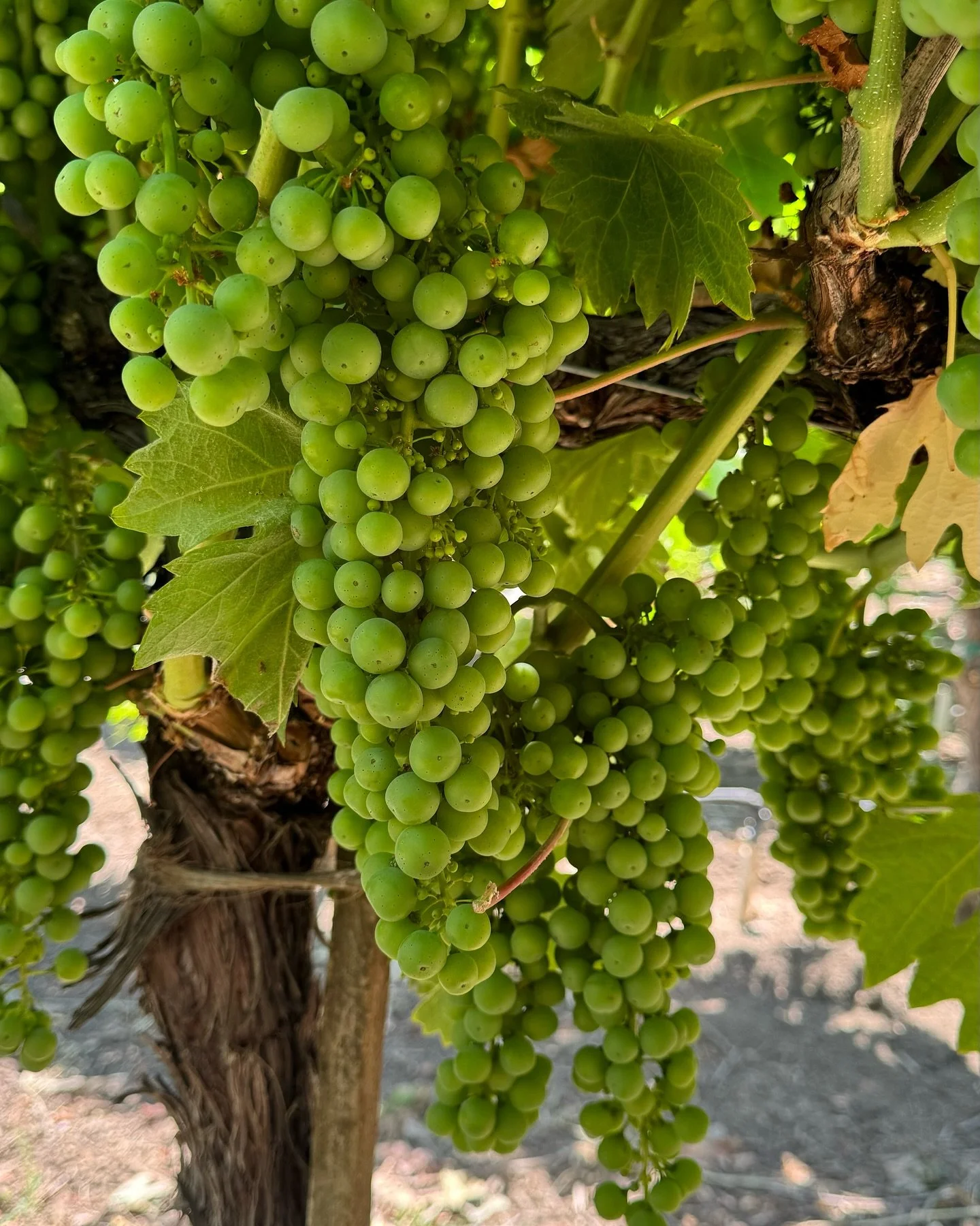 News — De La Montanya Vineyards & Winery