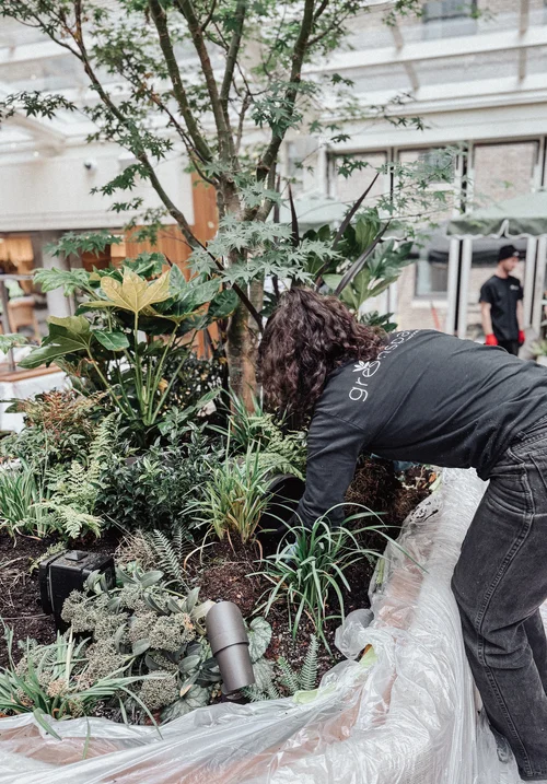 Commercial Indoor Plants Services in Canada