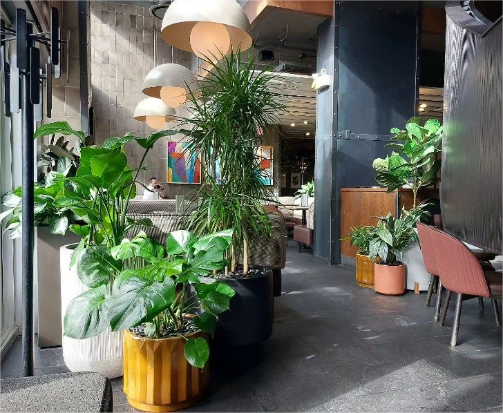 Indoor Plant Service Canada / Toronto Indoor Office Plant Services