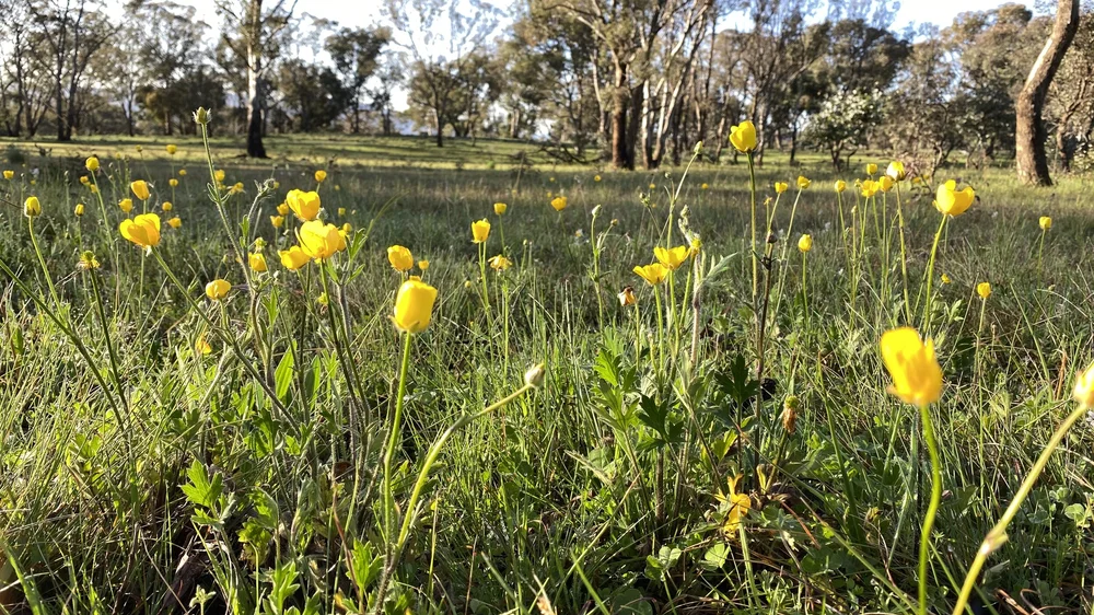 Spring — Wandiyali Restoration Trust