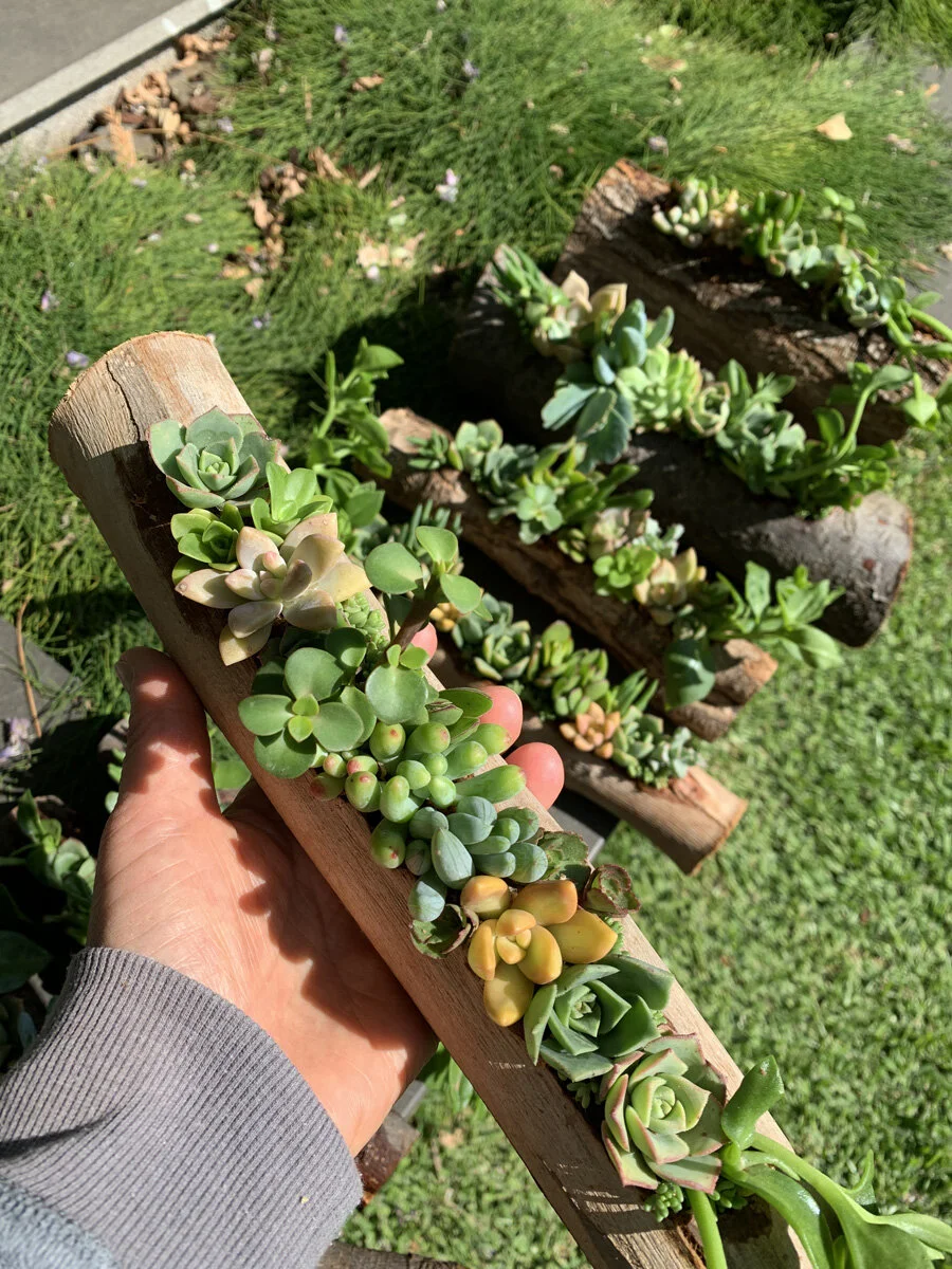 Shop — Succulent Creations by Design