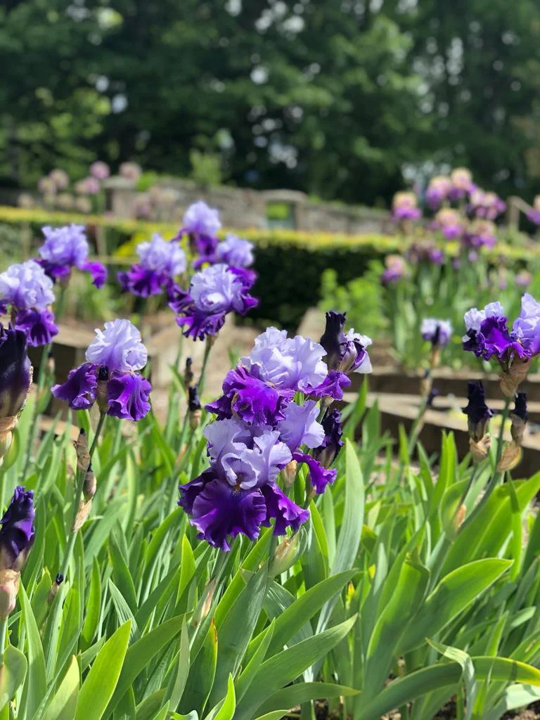 2023 Finzean House Open Garden Event – Finzean Estate