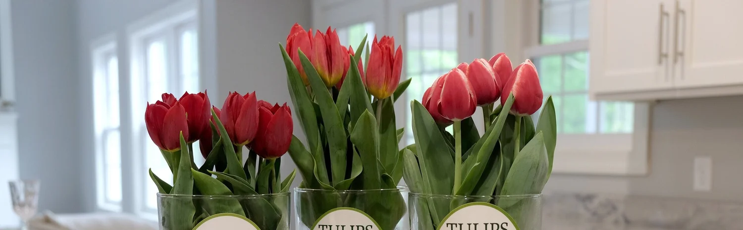 Tulips FAQs | Floral Shop | Bloomaker USA, Inc.