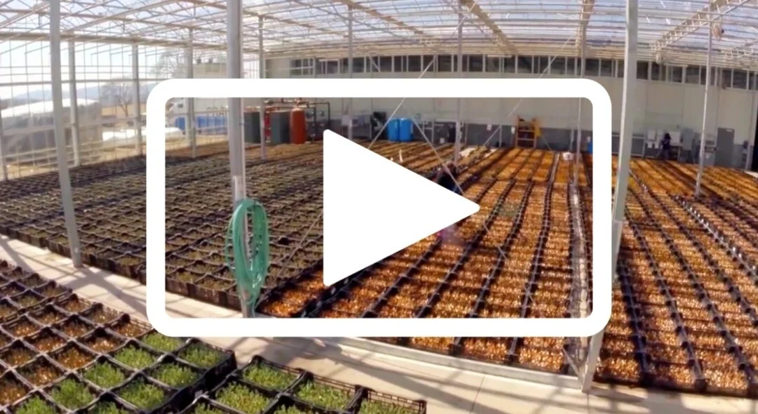 About Us | Online Floral Shop | Bloomaker USA, Inc.