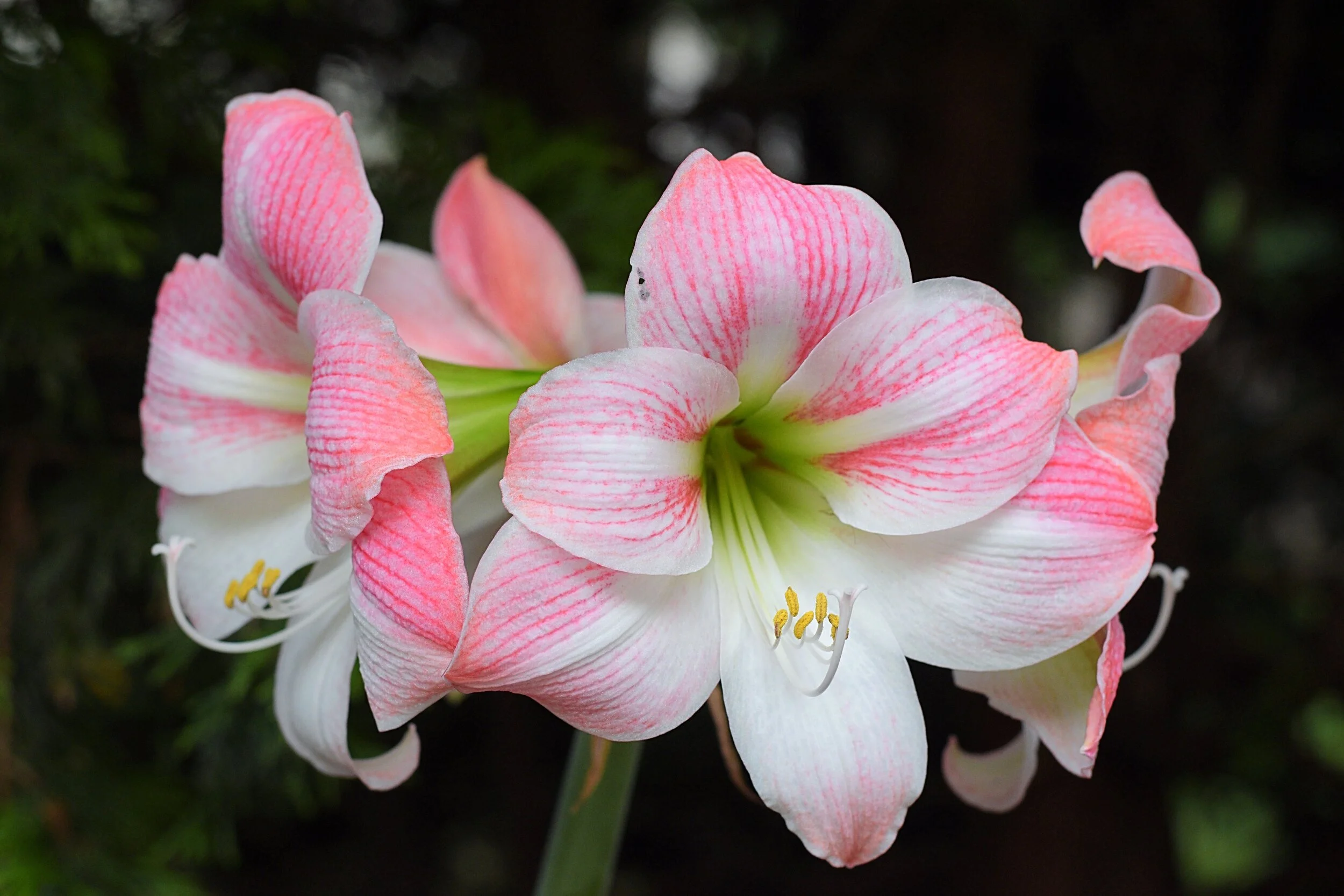 Online Floral Shop | Amaryllis & Tulips | Bloomaker USA, Inc.
