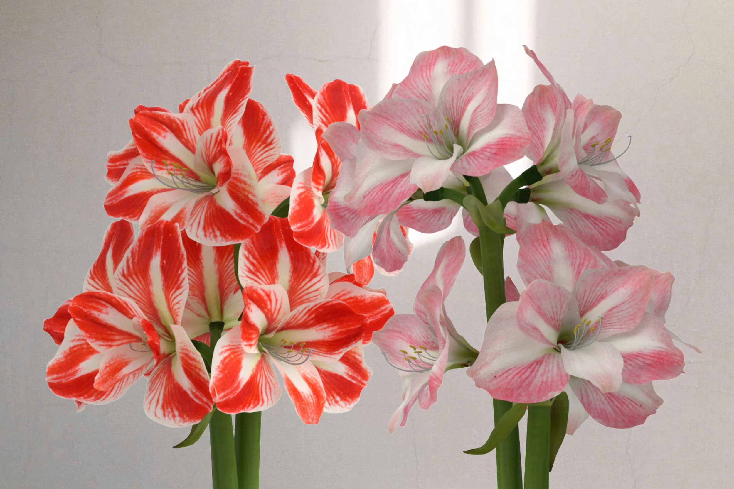 Five Fun Facts About Amaryllis