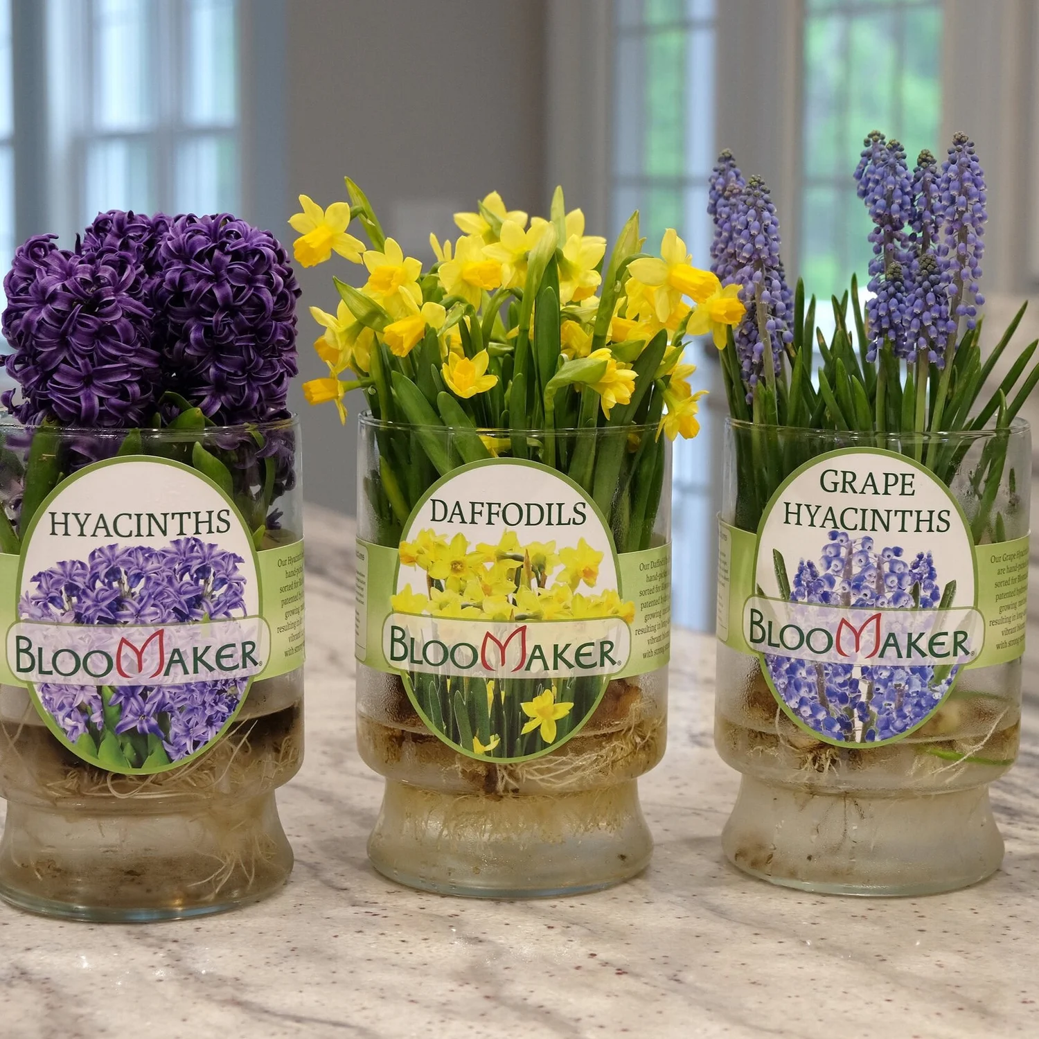 Hydroponic Daffodil FAQs | Floral Shop | Bloomaker USA, Inc.