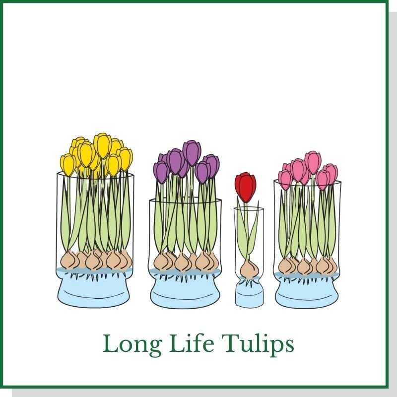 Frequently Asked Questions | Bloomaker USA, Inc.