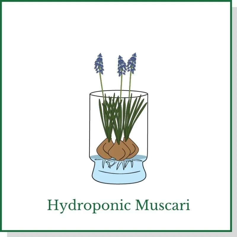 Frequently Asked Questions | Bloomaker USA, Inc.