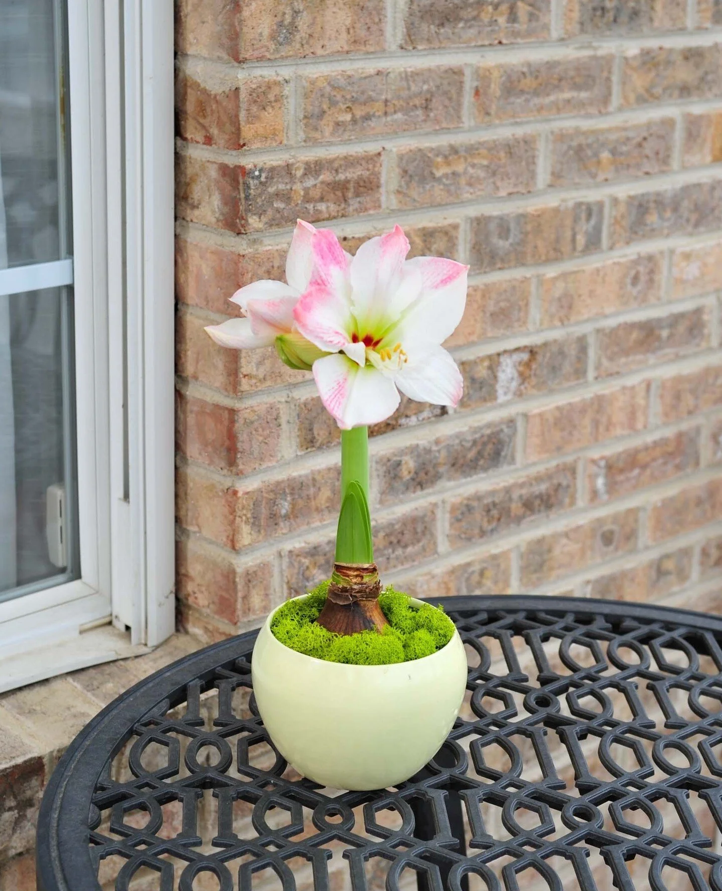 Online Floral Shop | Amaryllis & Tulips | Bloomaker USA, Inc.