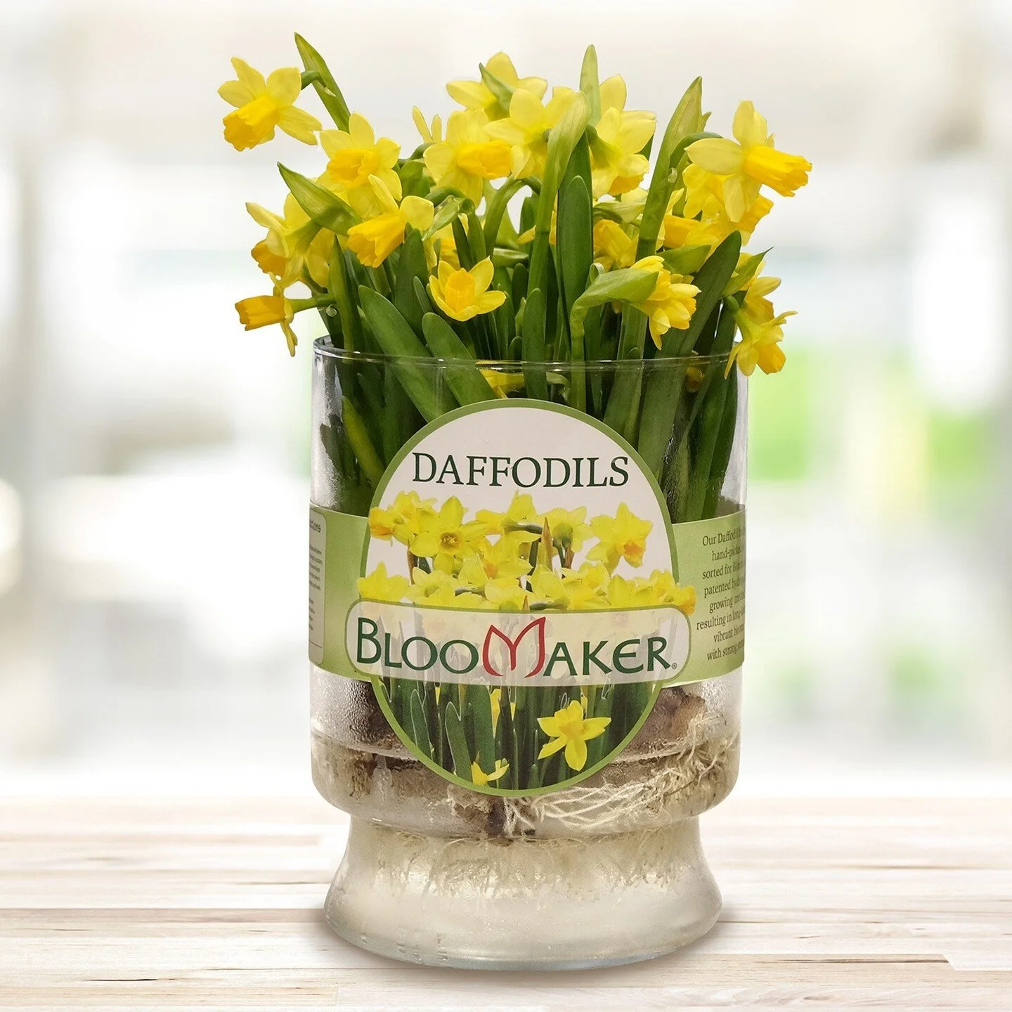 Online Floral Shop | Amaryllis & Tulips | Bloomaker USA, Inc.