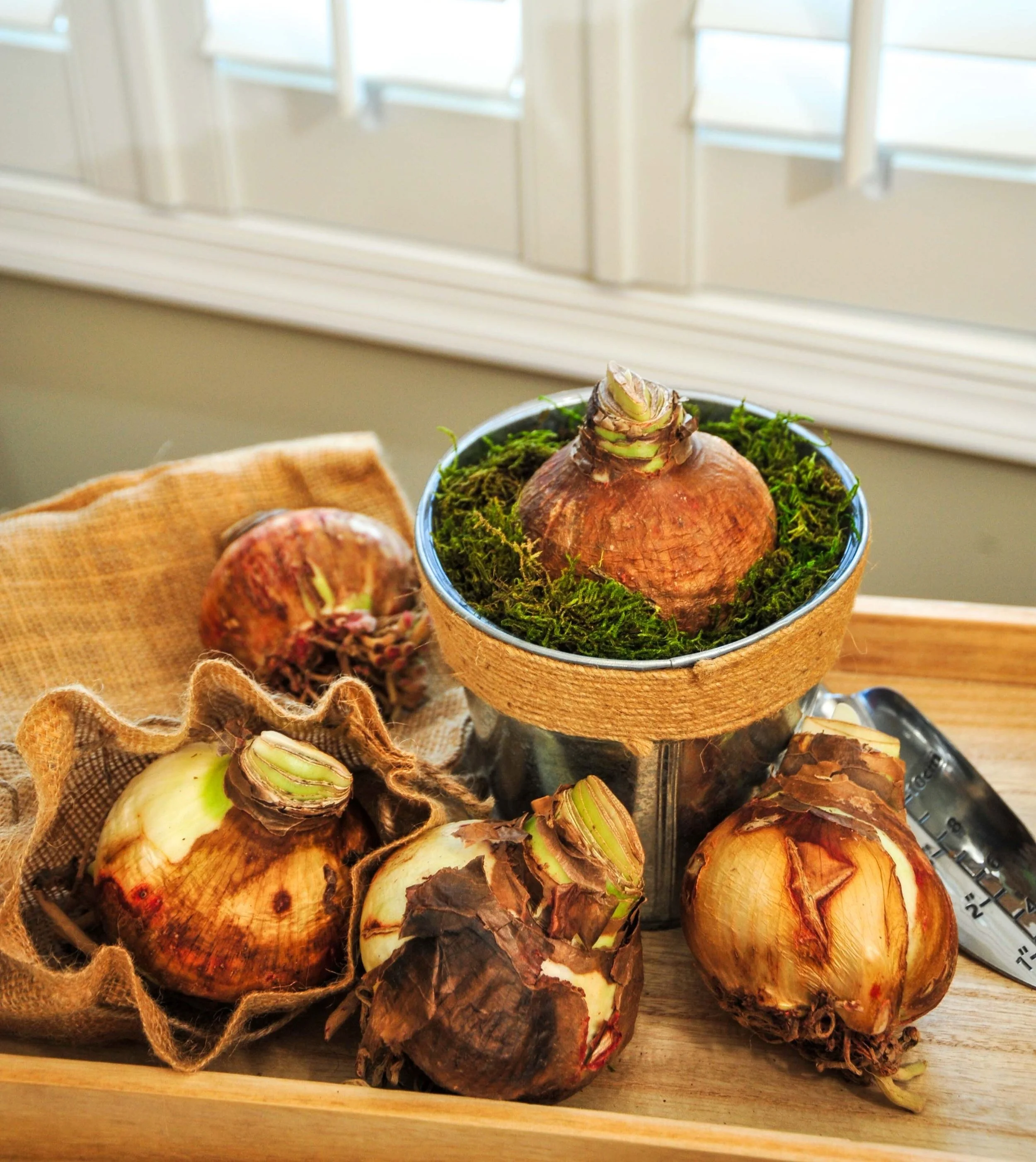 Frequently Asked Questions | Bloomaker USA, Inc.