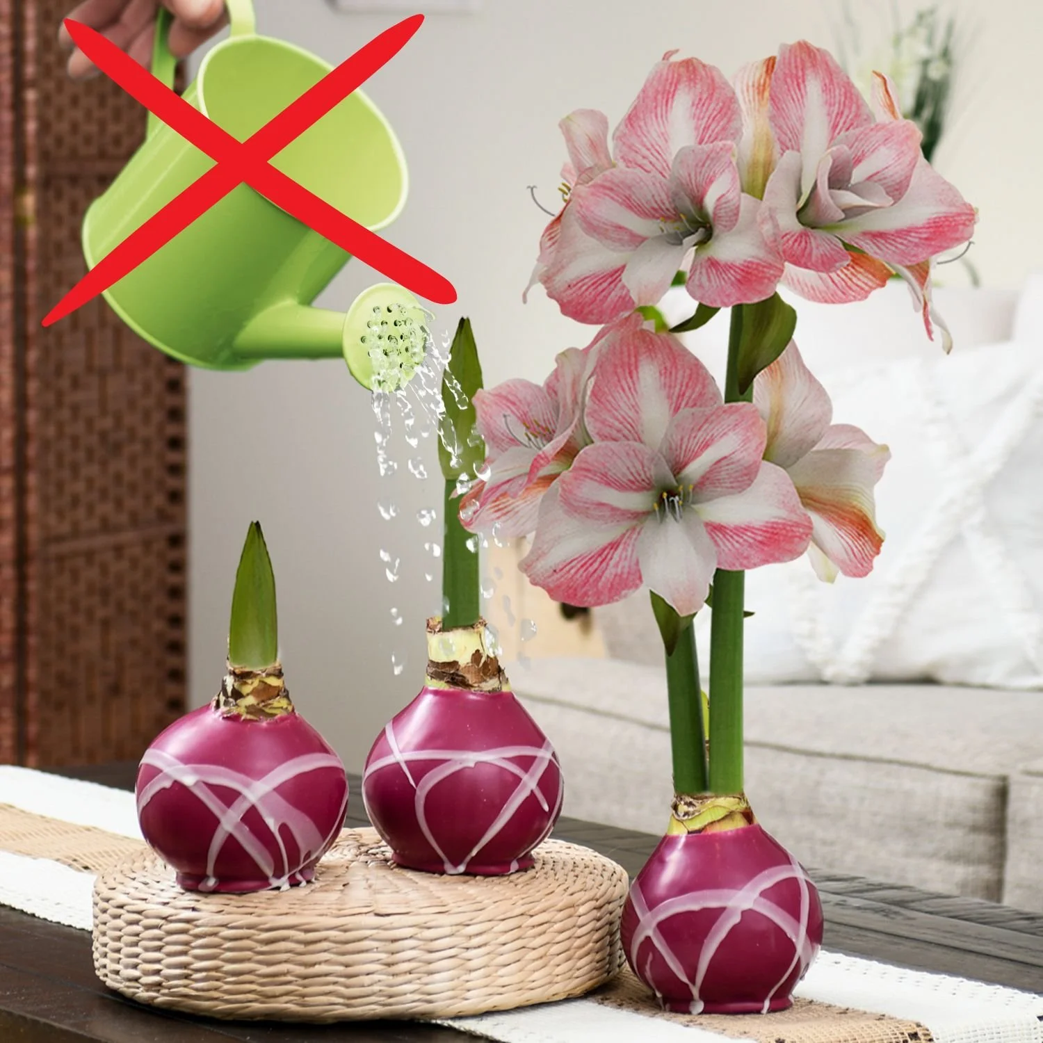 Bloomaker® Waxed Amaryllis Care Q&A | Bloomaker USA, Inc.