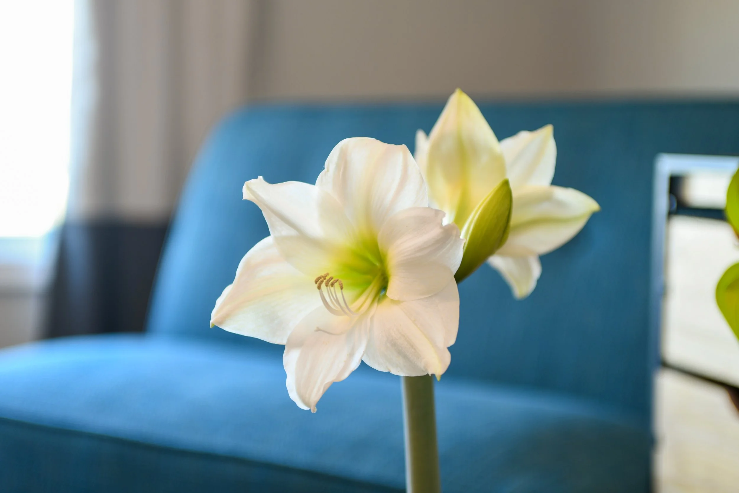 Online Floral Shop | Amaryllis & Tulips | Bloomaker USA, Inc.