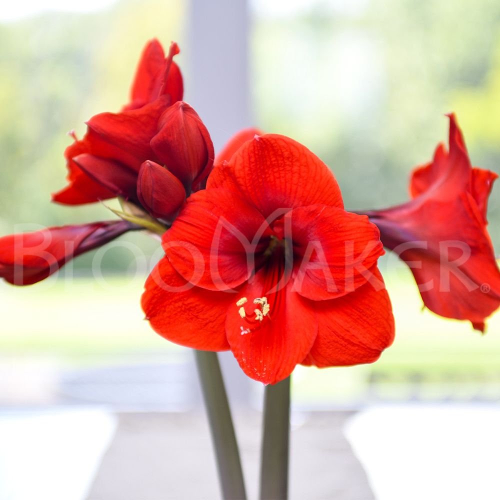 Online Floral Shop | Amaryllis & Tulips | Bloomaker USA, Inc.