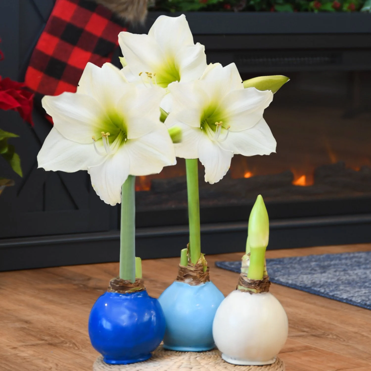Online Floral Shop | Amaryllis & Tulips | Bloomaker USA, Inc.