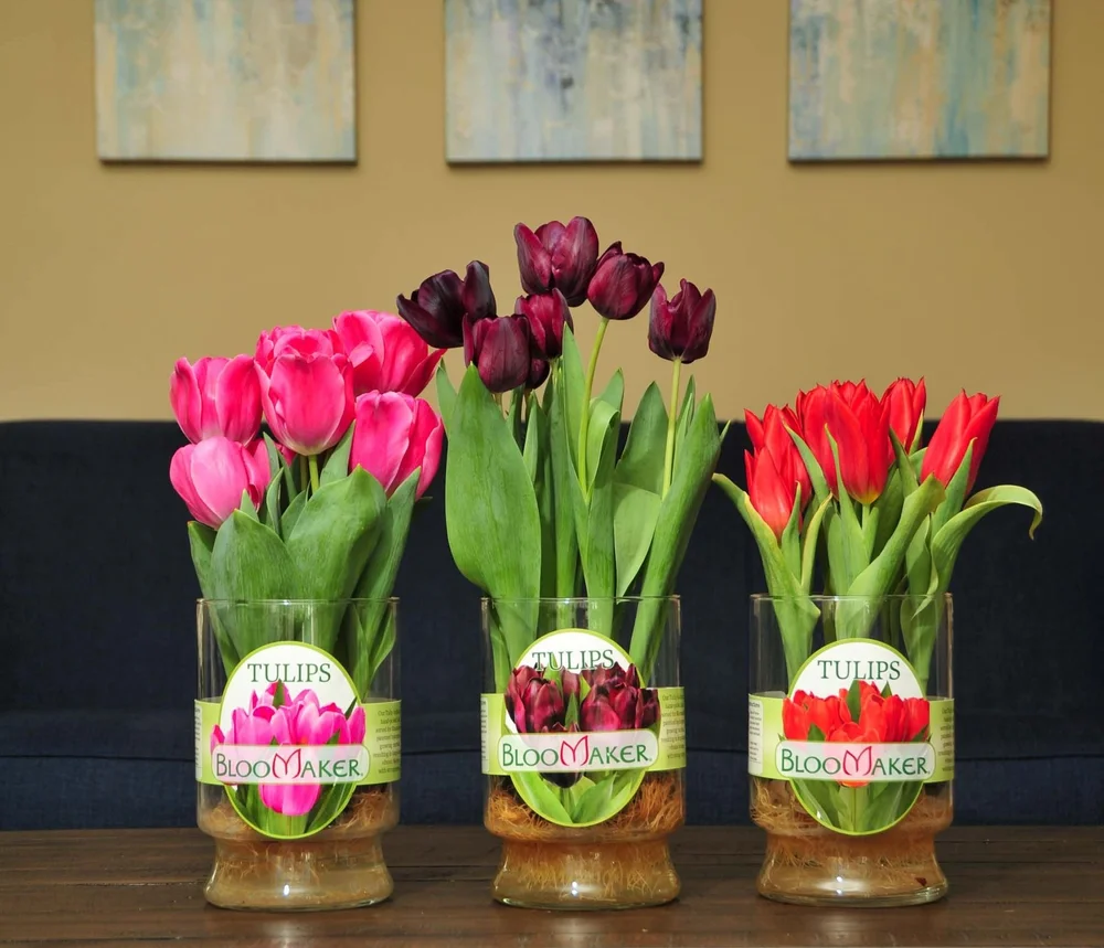 Bloomaker® Pioneering Sustainability In The Floral Industry | Bloomaker ...