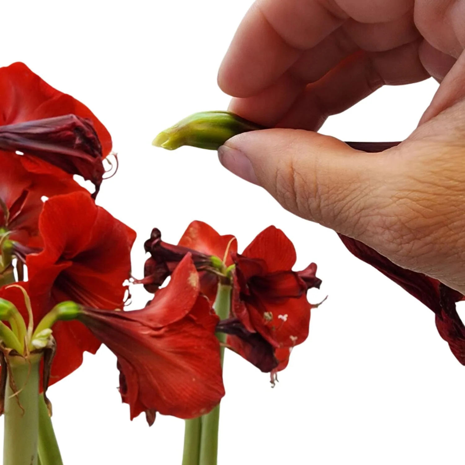 Bloomaker® Waxed Amaryllis Care Q&A | Bloomaker USA, Inc.